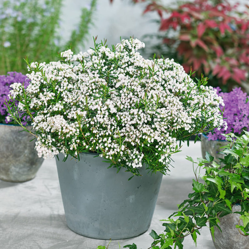 Boomkwekerij Ron van Opstal B.V.